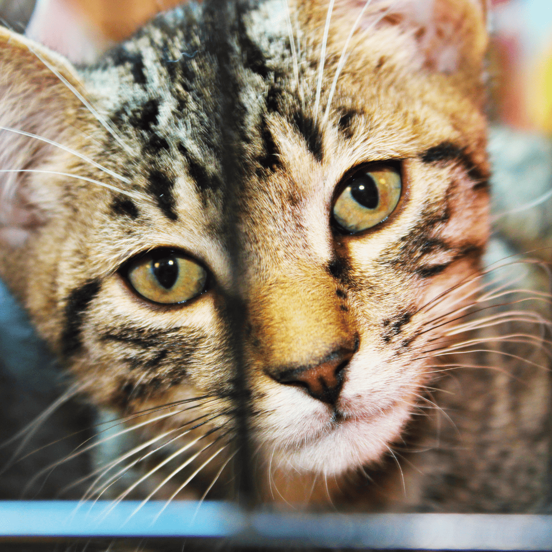 National Adopt A Cat Month - Paws & Claws Pet Sitting and Dog Walking