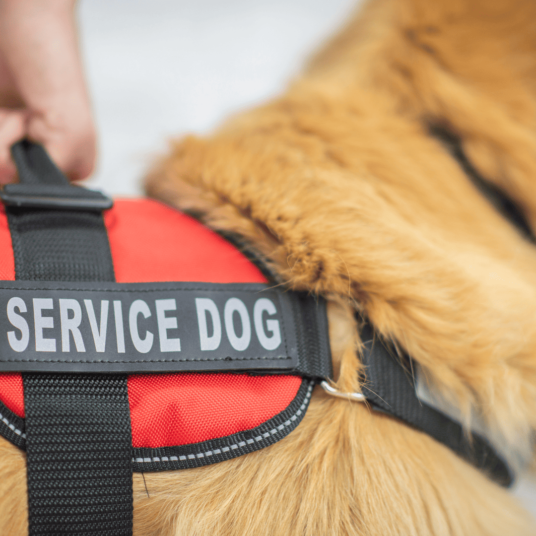 National Service Dog Month - Paws & Claws Pet Sitting and Dog Walking
