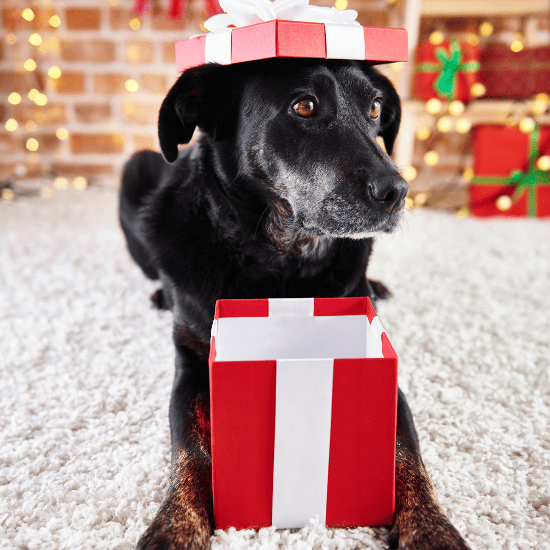 Holiday Gifts For Dogs - Paws & Claws Pet Sitting and Dog Walking
