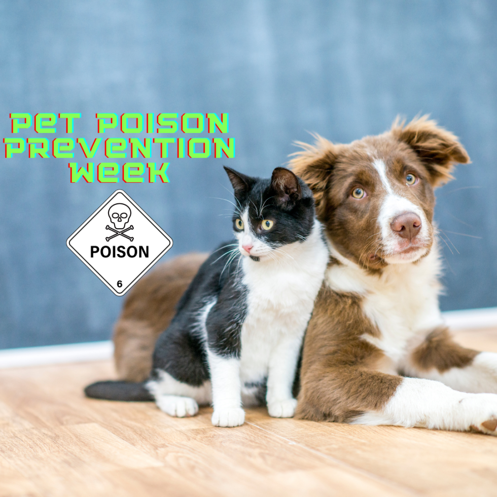 Household Hazards And Pets - Paws & Claws Pet Sitting and Dog Walking