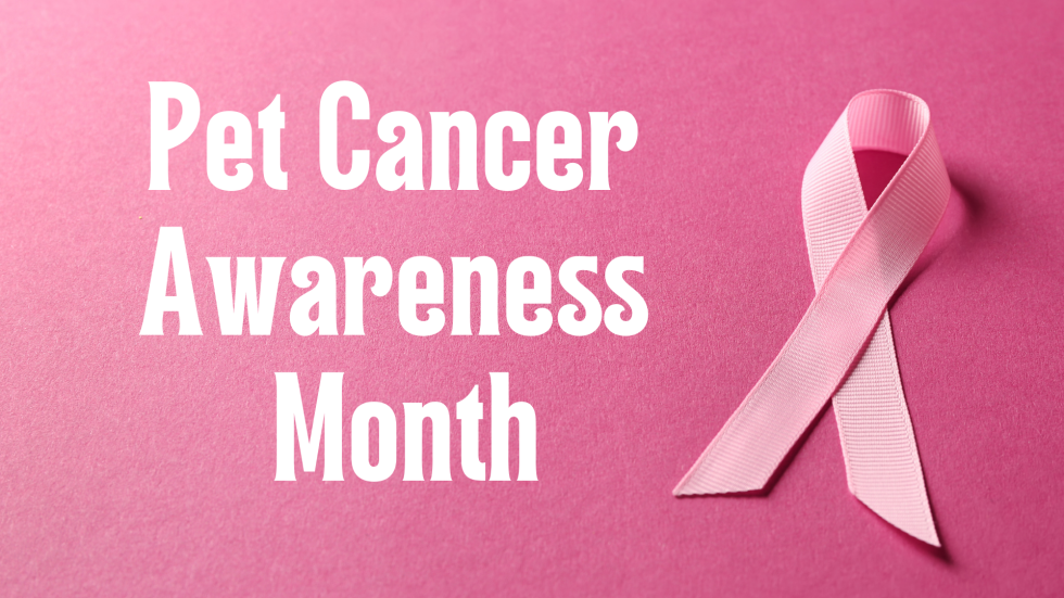 What Is Pet Cancer? - Paws & Claws Pet Sitting and Dog Walking